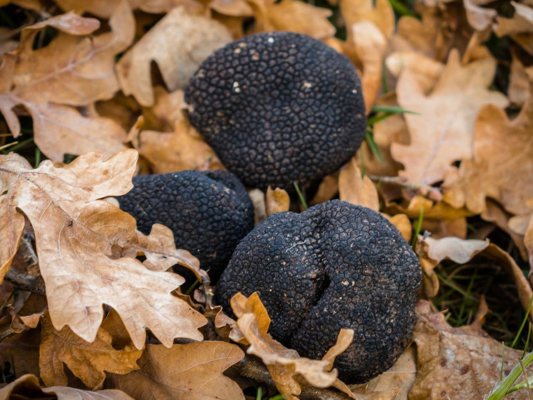 GROWING TRUFFLES : 10 TIPS FOR A SUCCESSFUL TRUFFLE FARMING