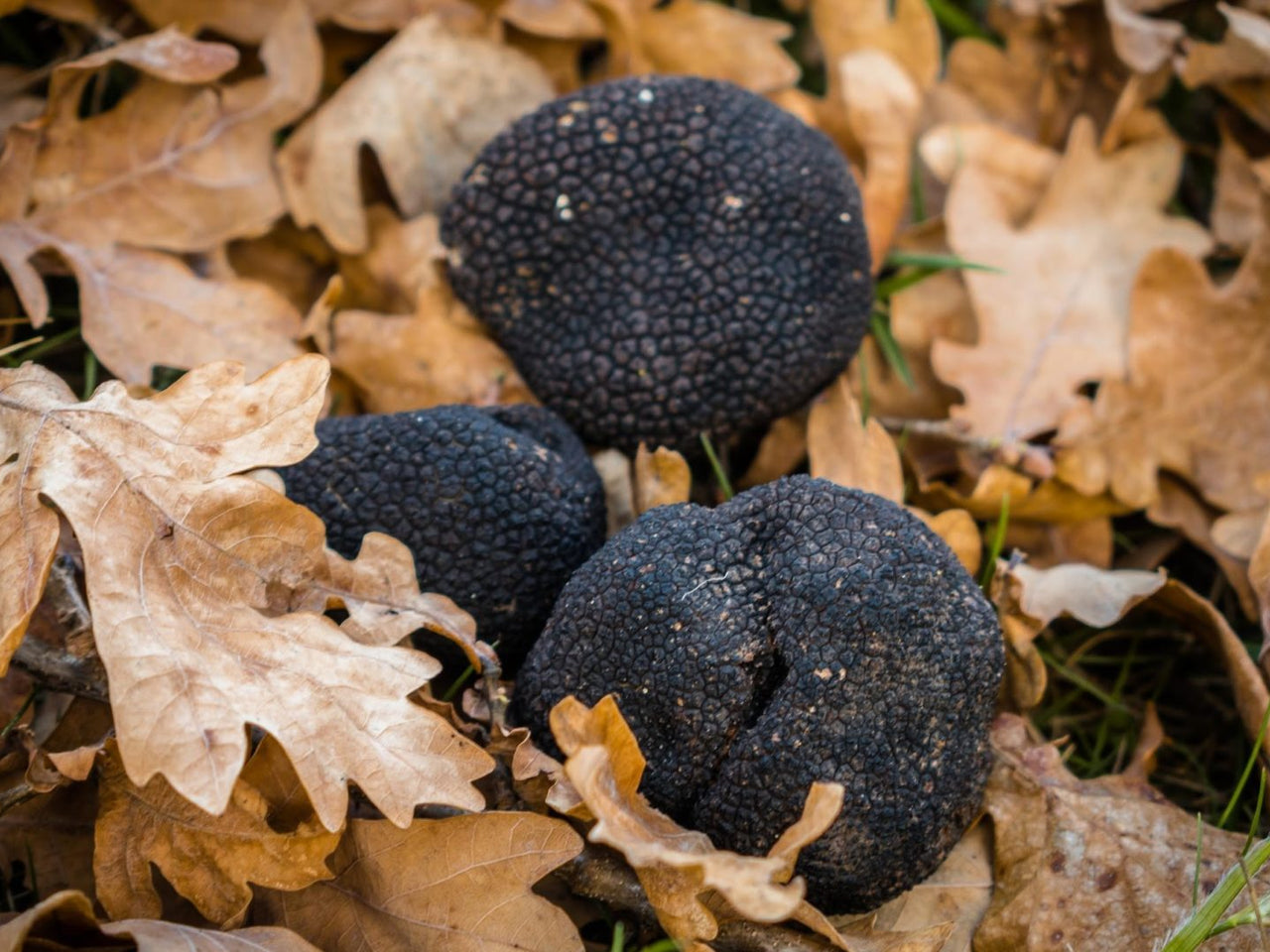 GROWING TRUFFLES : 10 TIPS FOR A SUCCESSFUL TRUFFLE FARMING
