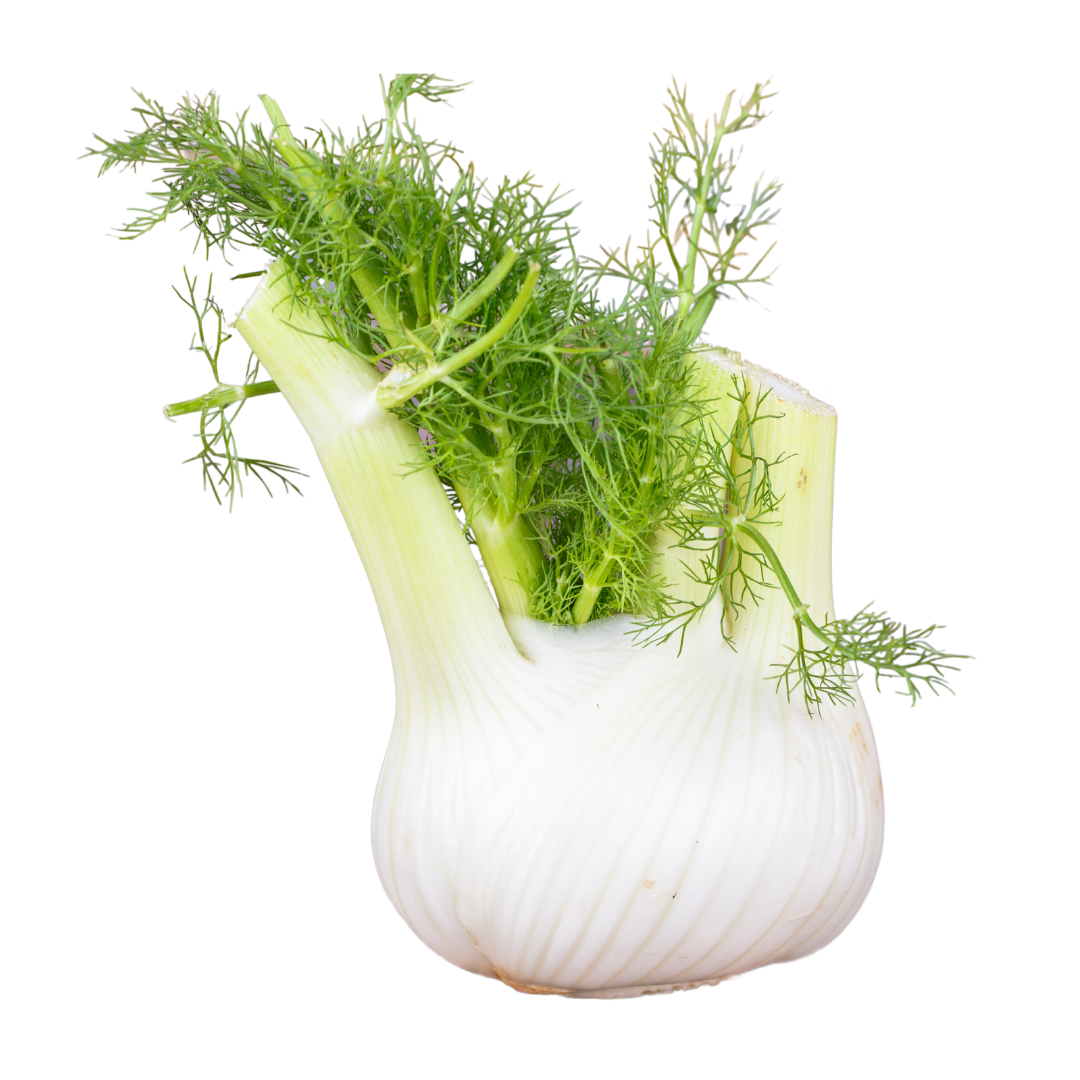 Fresh Italian Fennel - Finocchi Italiani